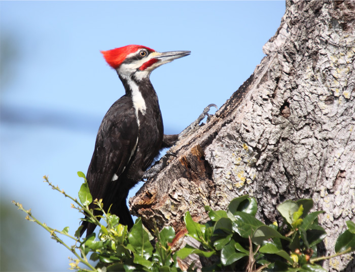 April 2012 Bird Photo of the Month – Pelican Island Audubon Society