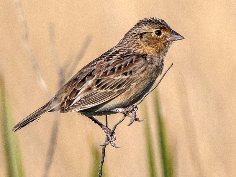 April 2018 Bird Photo of the Month – Pelican Island Audubon Society