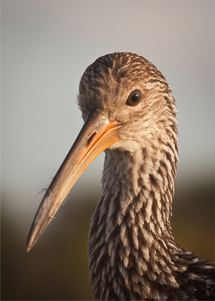 February 2012 Bird Photo of the Month – Pelican Island Audubon Society