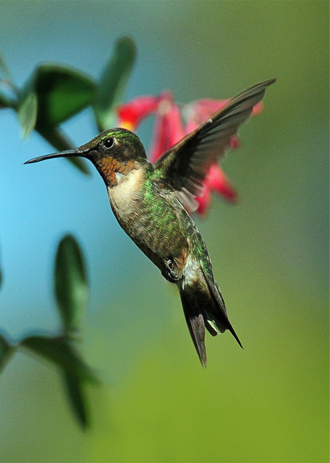 February 2014 Bird Photo of the Month – Pelican Island Audubon Society