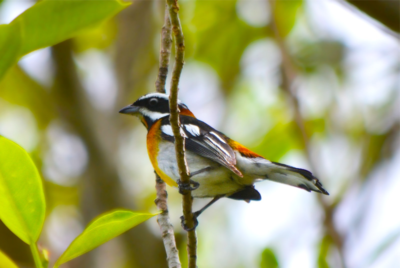 February 2017 Bird Photo of the Month – Pelican Island Audubon Society