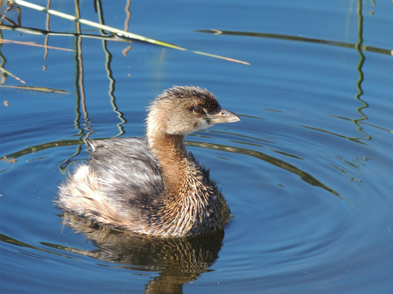 January 2018 Bird Photo of the Month – Pelican Island Audubon Society