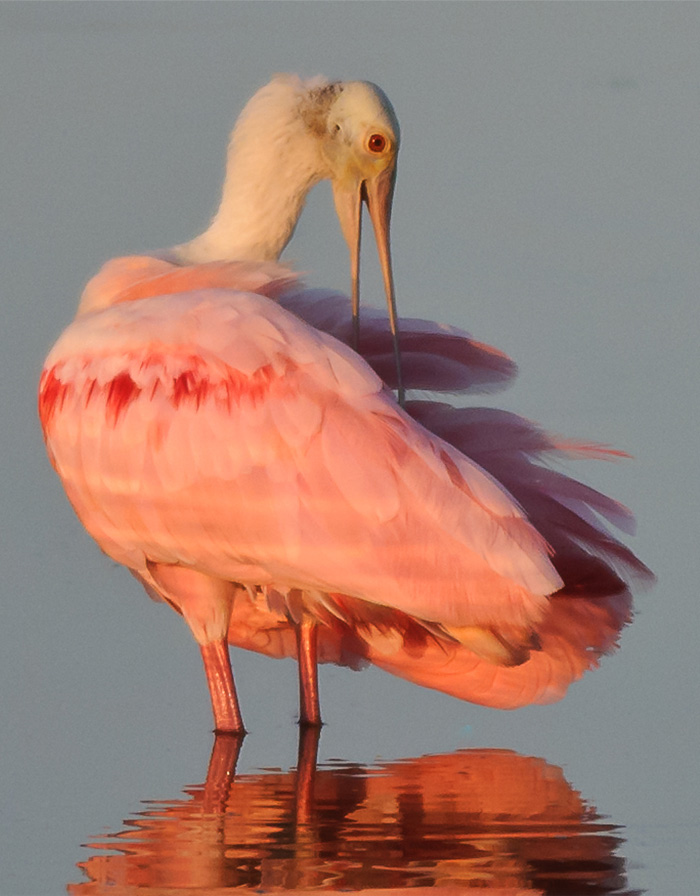 July 2011 Bird Photo of the Month – Pelican Island Audubon Society