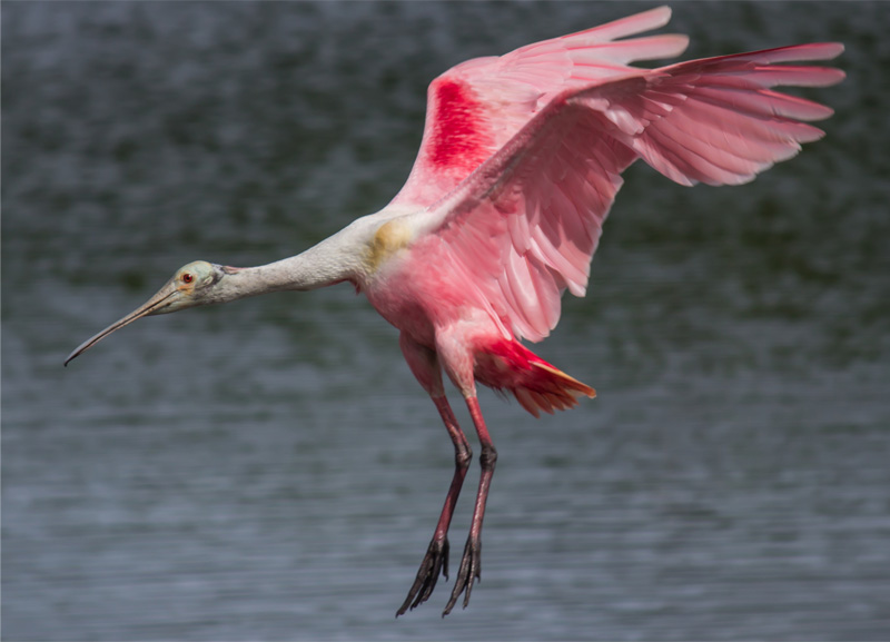July 2014 Bird Photo of the Month – Pelican Island Audubon Society