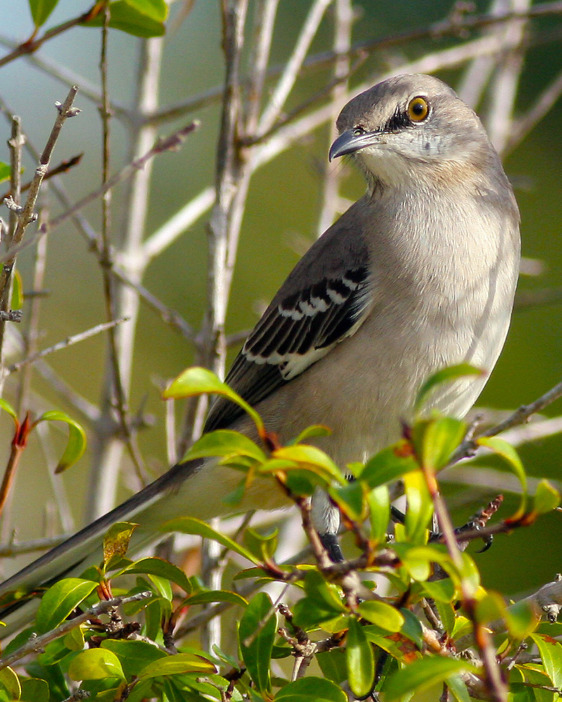 bird_photo_month_june_13 – Pelican Island Audubon Society
