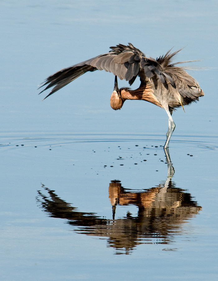 May 2010 Bird Photo of the Month – Pelican Island Audubon Society