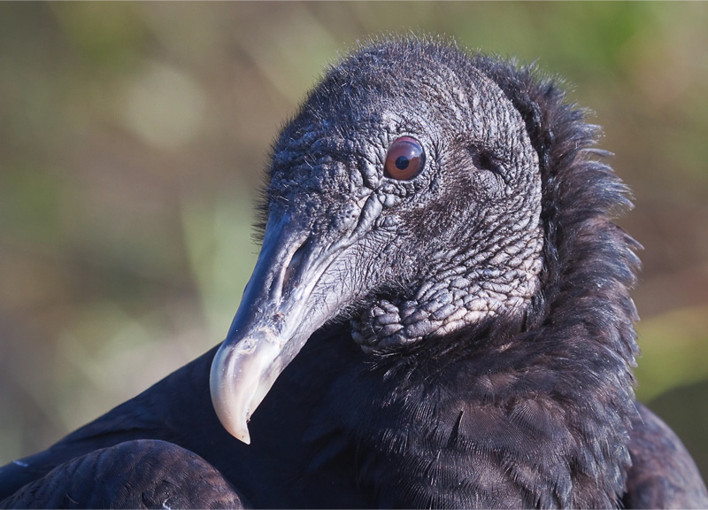 September 2013 Bird Photo of the Month – Pelican Island Audubon Society